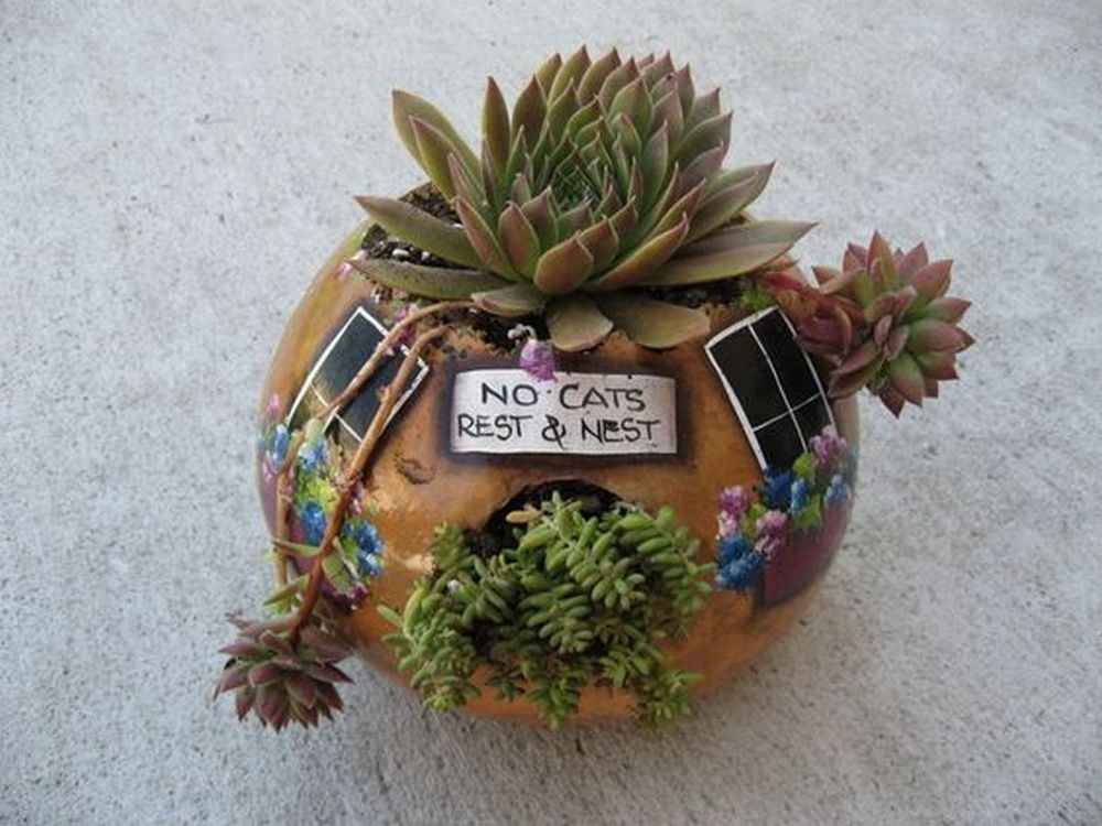 Decorative Gourd Planter: Affordable 8-Step Project – The garden!