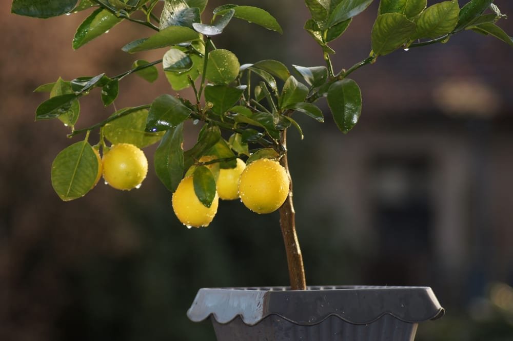 How to Grow a Lemon Tree in a Pot – The garden!