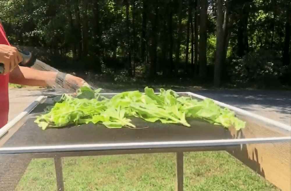 DIY Veggie Washing Station: 6 Strong Benefits – The garden!