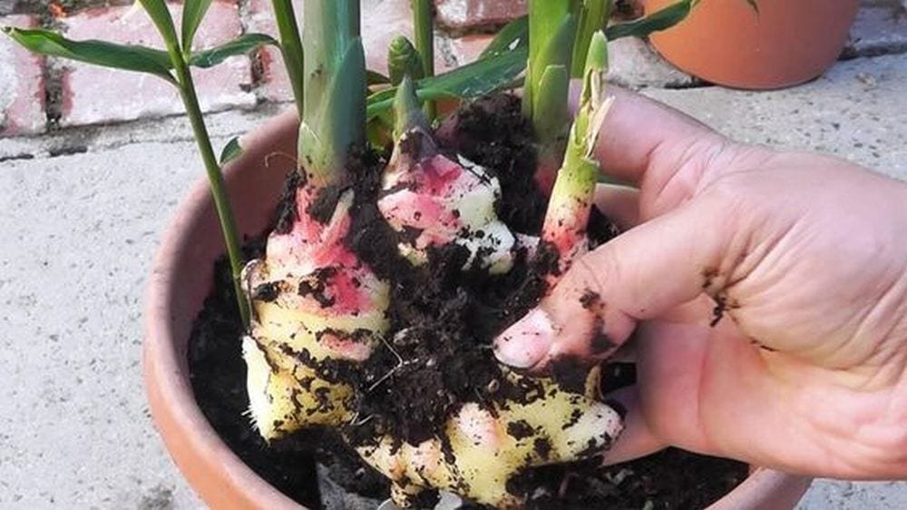 Grow Ginger at Your Backyard – Here’s How… – The garden!