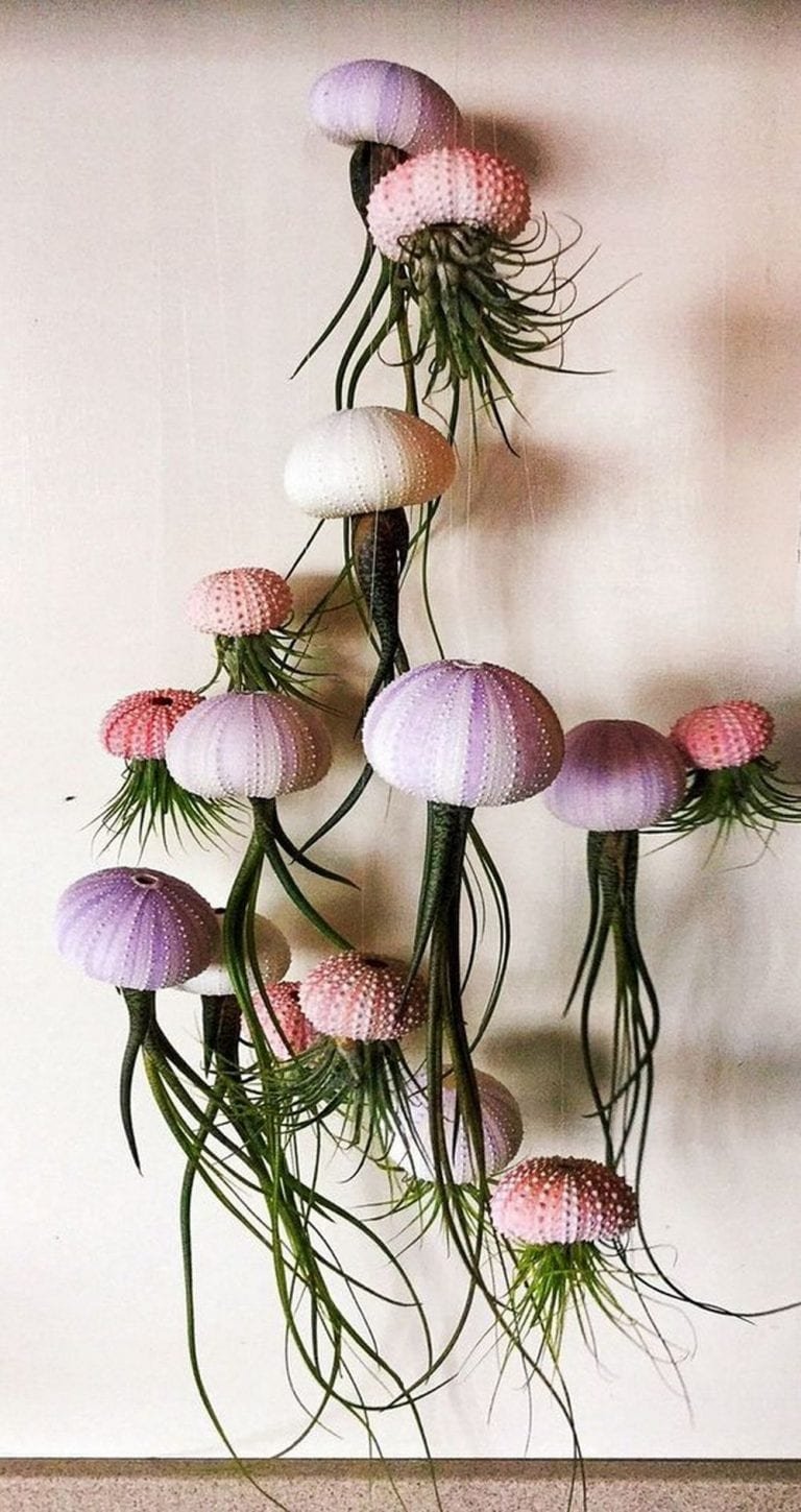 Sustainable DIY Jellyfish Air Plant in 5 Simple Steps – The garden!