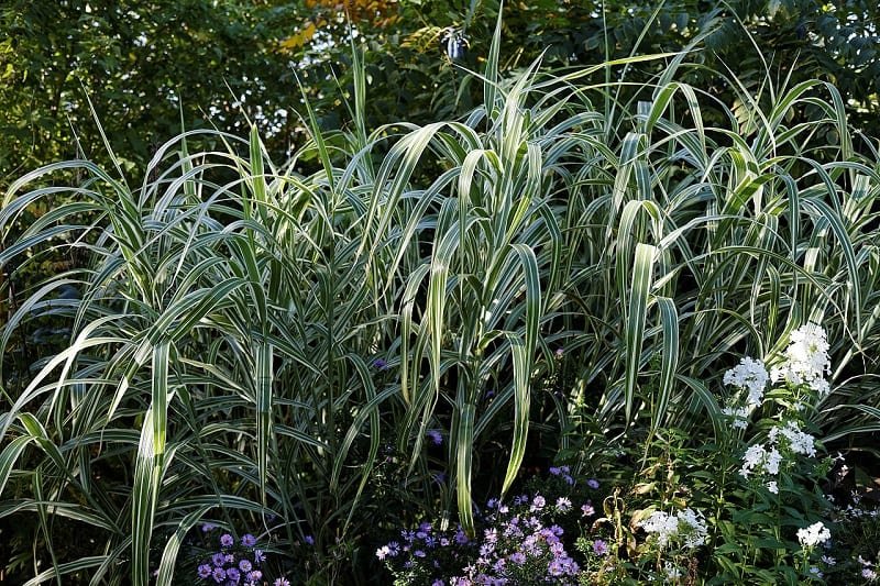 Growing Guide: Ornamental Grasses – The garden!