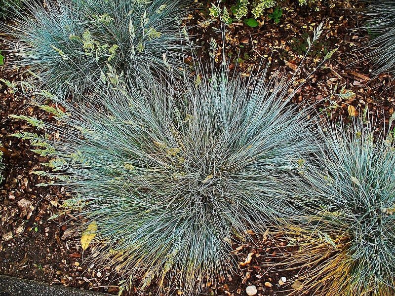Growing Guide: Ornamental Grasses – The garden!