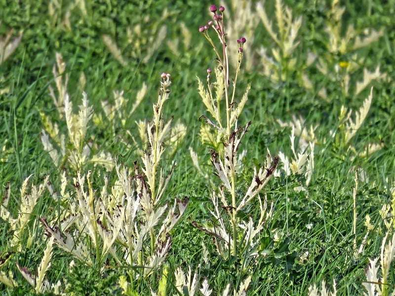 Is your garden anemic? Here’s how to fix it. – The garden!