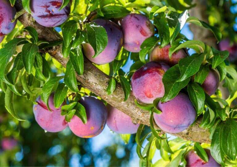 Top 10 Fruit Trees for Home Gardens: Choosing the Right Varieties – The garden!
