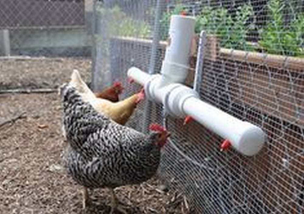 How to Build an Automatic Chicken Waterer in Just 4 Steps – Your ...
