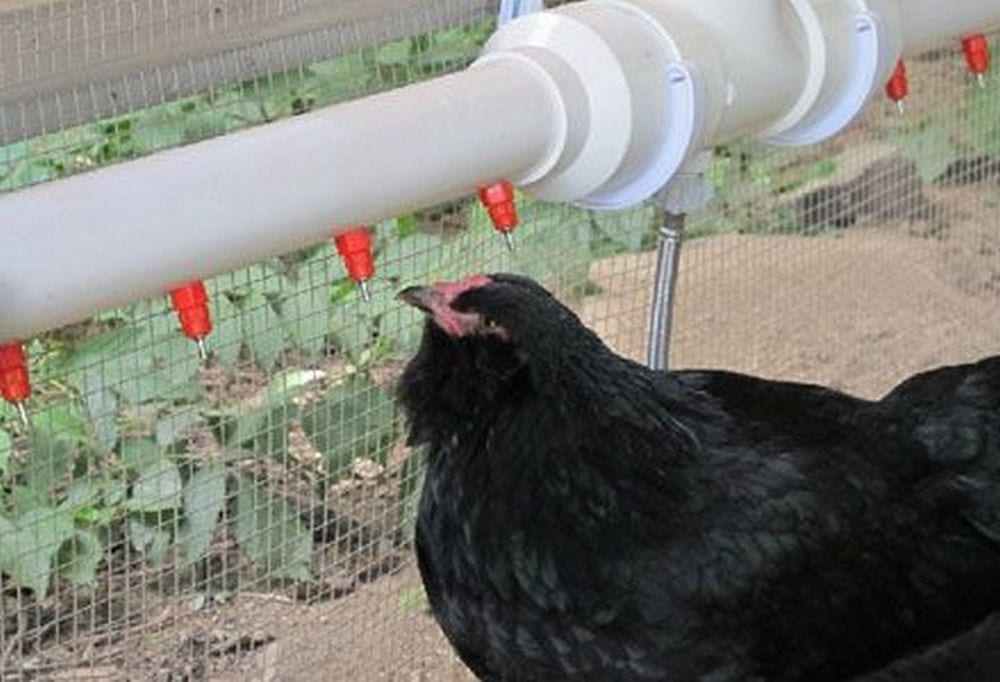 How to Build an Automatic Chicken Waterer in Just 4 Steps – Your ...