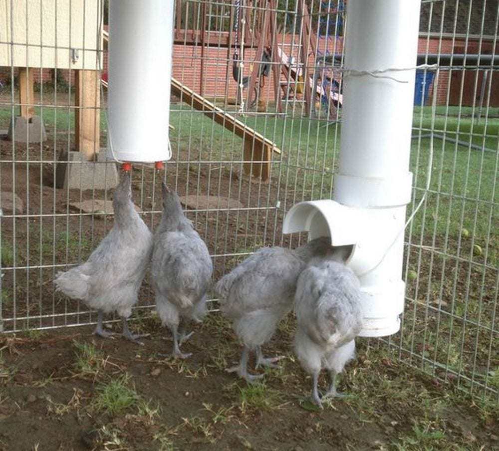 How to Build an Automatic Chicken Waterer in Just 4 Steps – Your ...