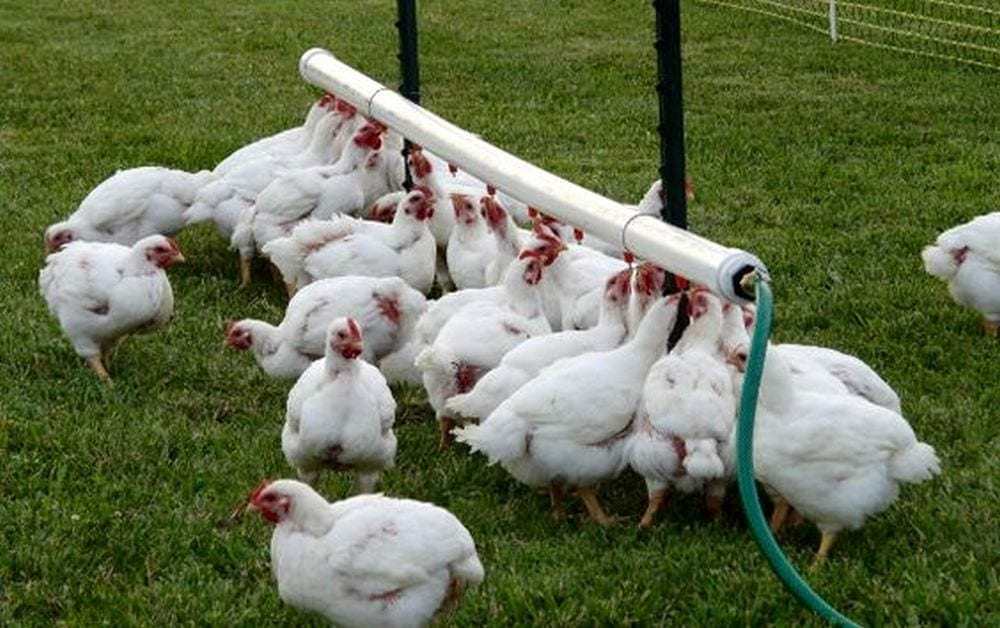 How to Build an Automatic Chicken Waterer in Just 4 Steps – Your ...