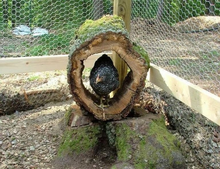 10 Best Toys for Your Backyard Chickens - The Owner-Builder Network