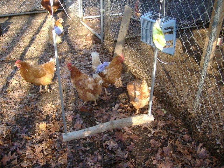 10 Toy Ideas to Entertain Your Backyard Chickens
