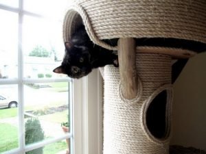 Build a Cat Castle to Keep Your Pets Busy: 7 Easy Steps