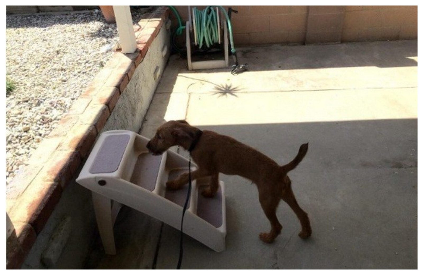 Safe and Sturdy Pet Stairs - The Owner-Builder Network